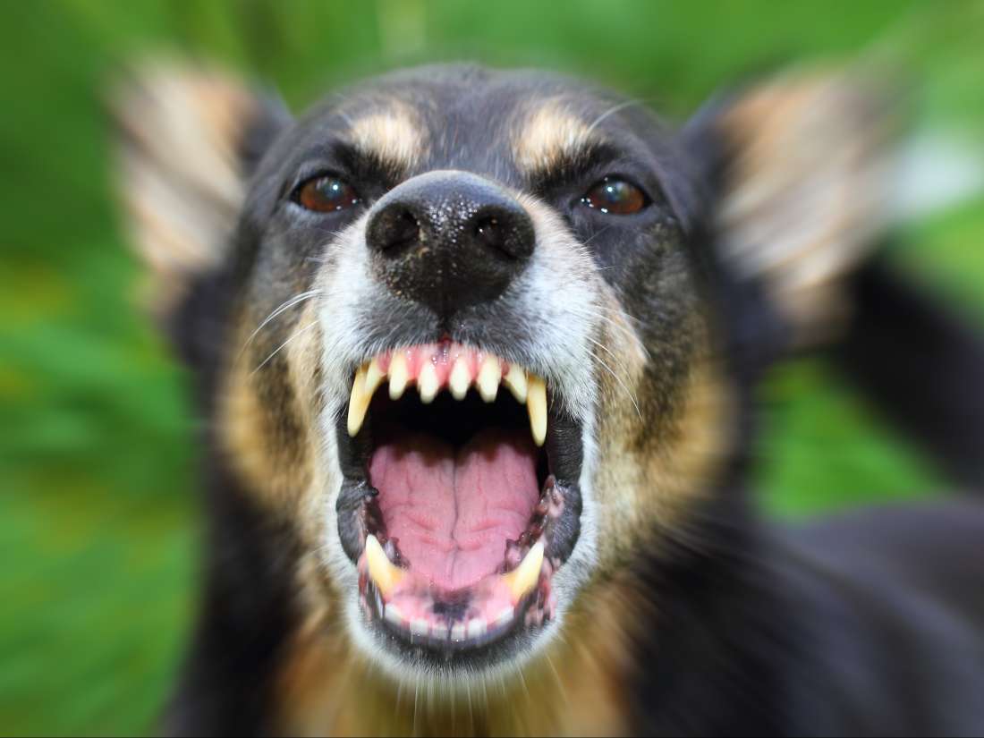 How does rabies cause aggression? - Biobridtech