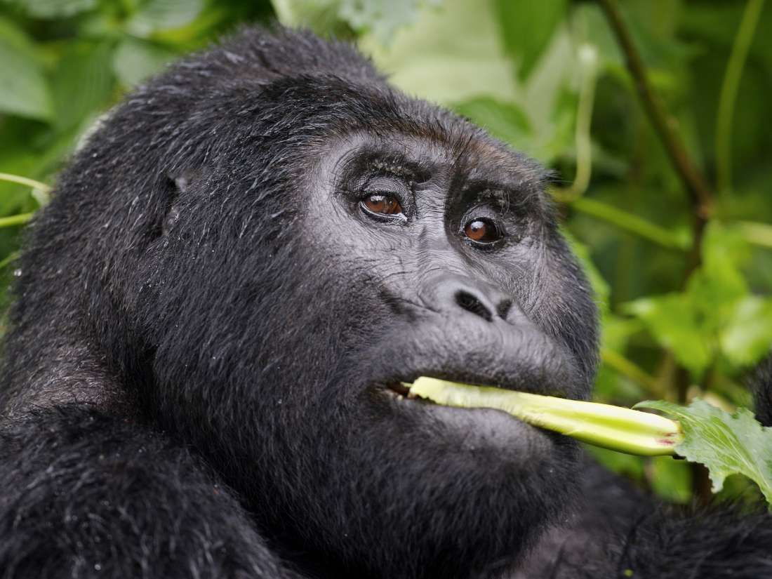 The poop of great apes gives clues about our health - Biobridtech