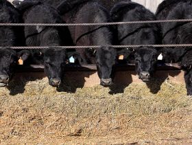 Research Brings New Insight into Digital Dermatitis in Cattle - Biobridtech