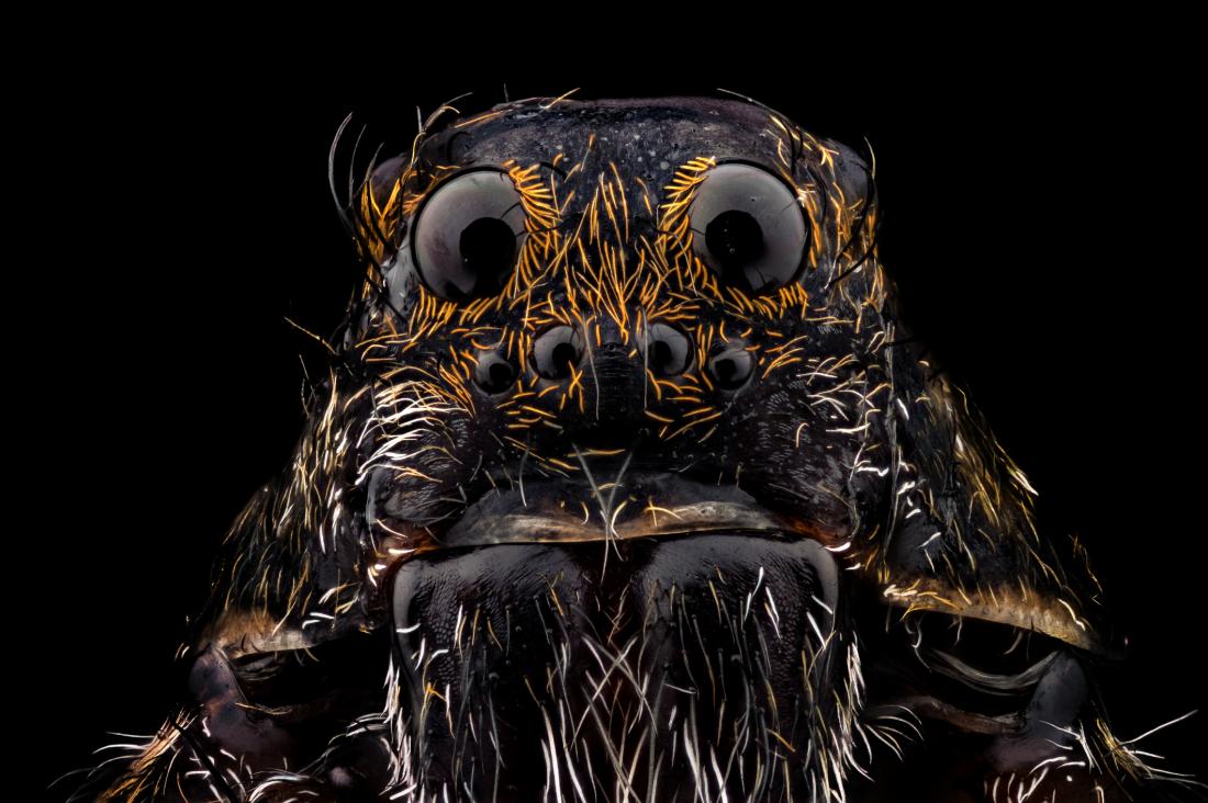 Exploring spider venom's dual attack - Biobridtech