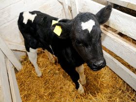 Maintaining Calf Growth Rates Through Winter - Biobridtech